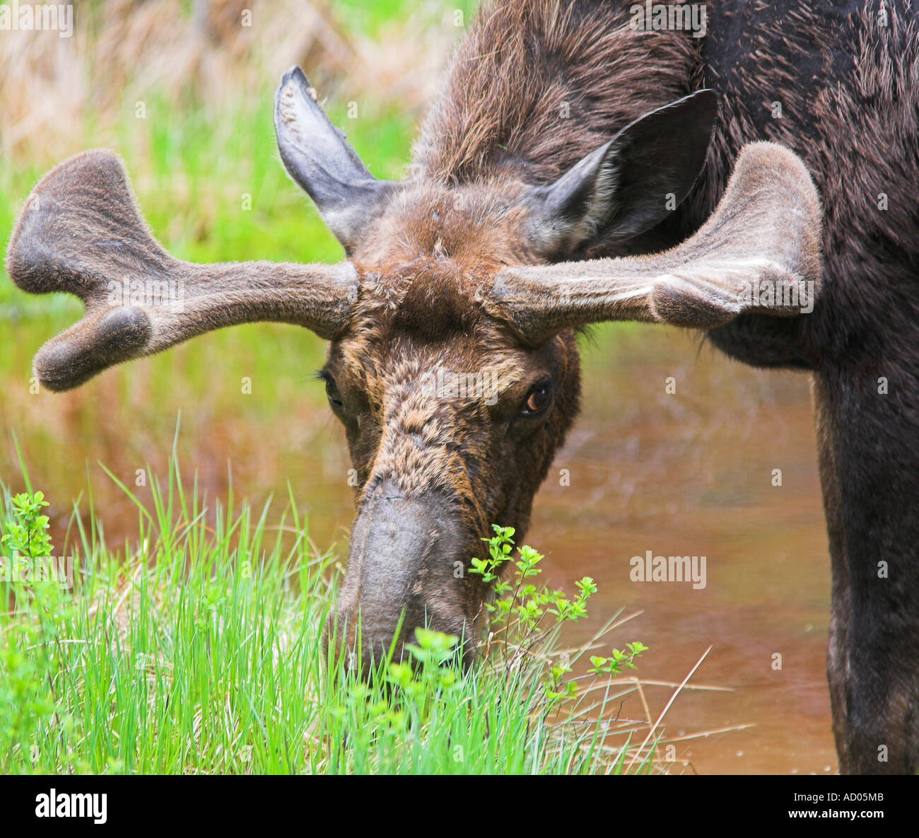 A feeding moose Stock Photo - Alamy