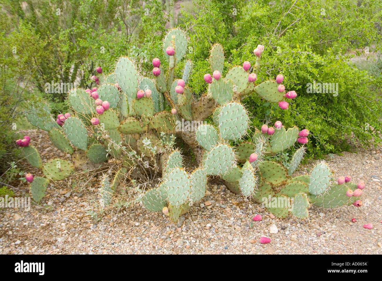 Engelmann Prickly Pear Opuntia engelmannii Bowman Rd Catalina Arizona ...
