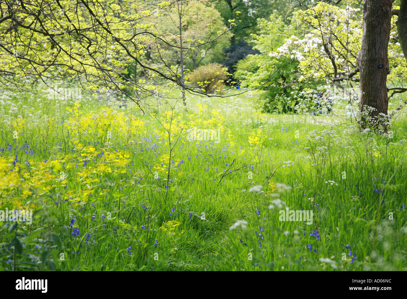 meadow garden area in Kew Gardens London Stock Photo - Alamy
