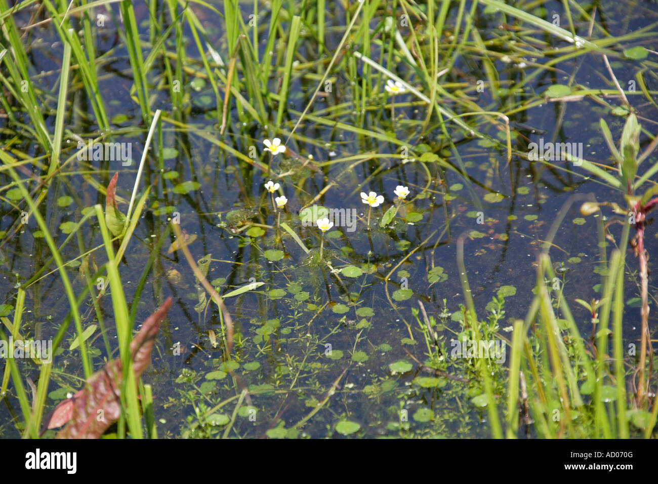 Common Water Crowfoot or White Water Buttercup Ranunculus aquatilis ...