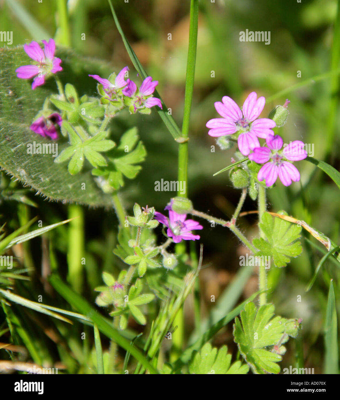 Dovesfoot Cranebill, Geranium molle, Geraniaceae Stock Photo - Alamy