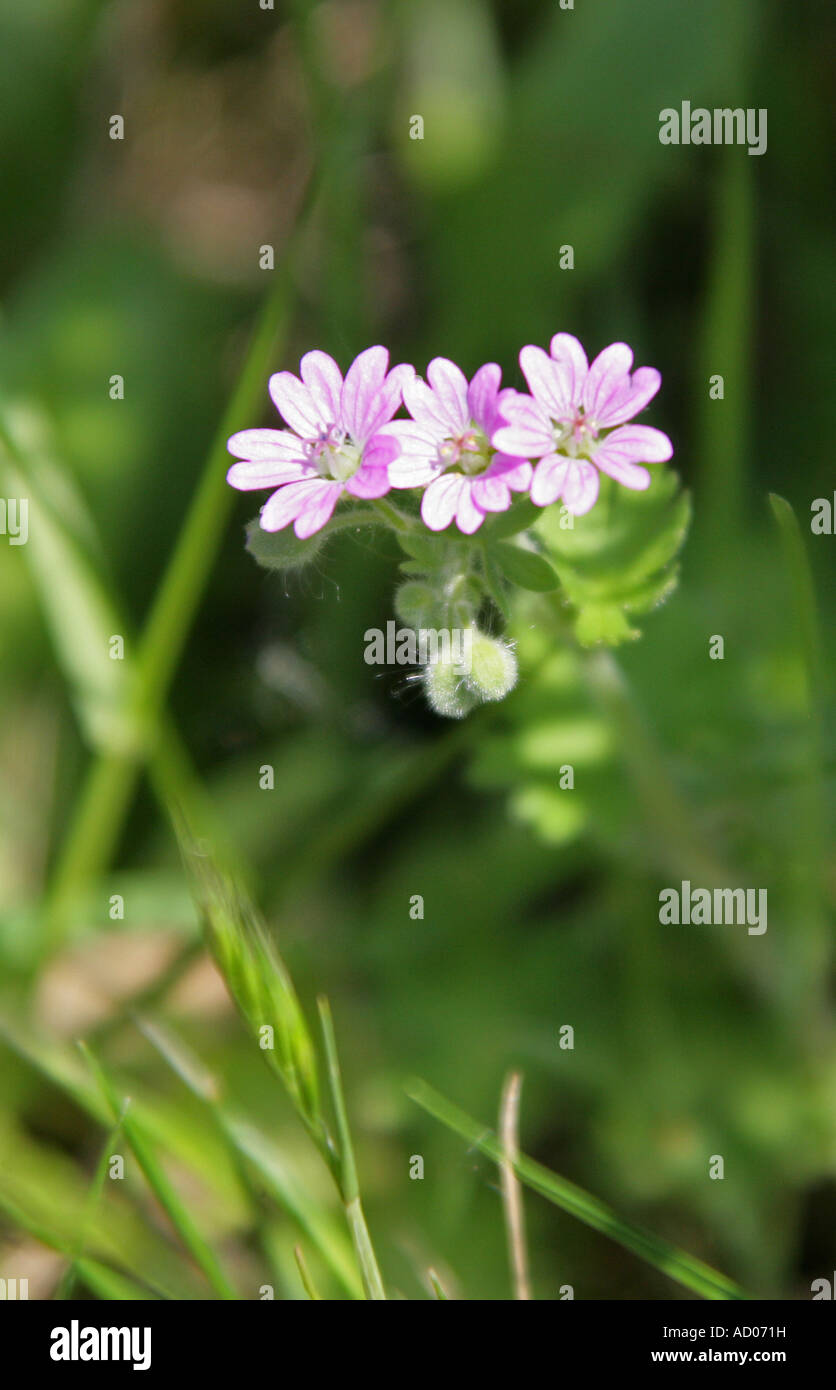 Dovesfoot Cranesbill, Geranium molle, Geraniaceae Stock Photo - Alamy