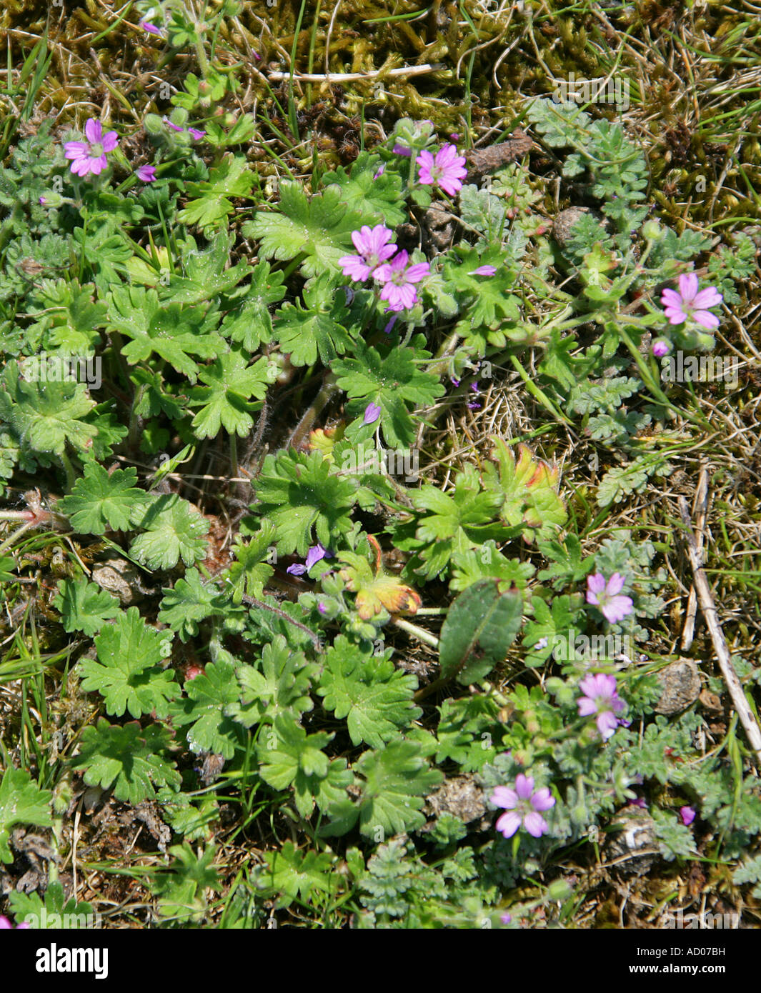 Least mallow Malva parviflora Malvaceae Stock Photo - Alamy