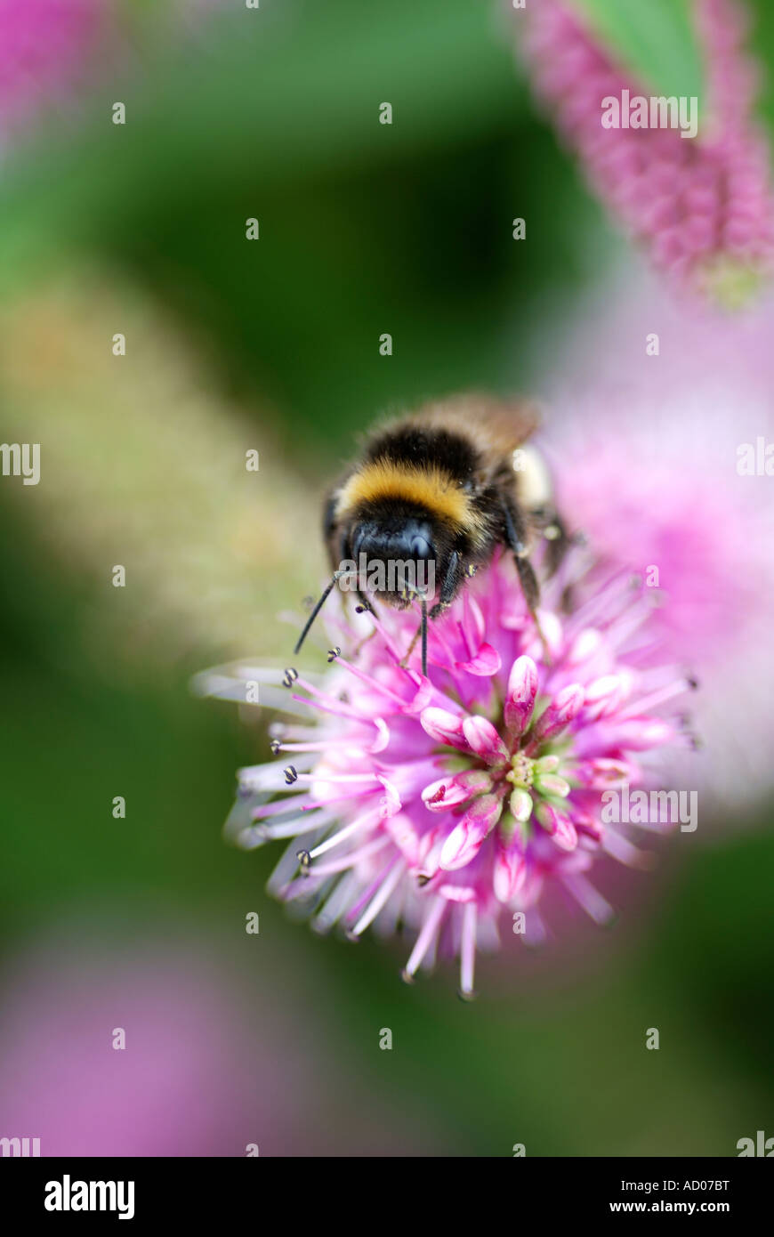 BEE GATHERING POLLEN FROM HEBE BUSH IN GARDEN Stock Photo - Alamy