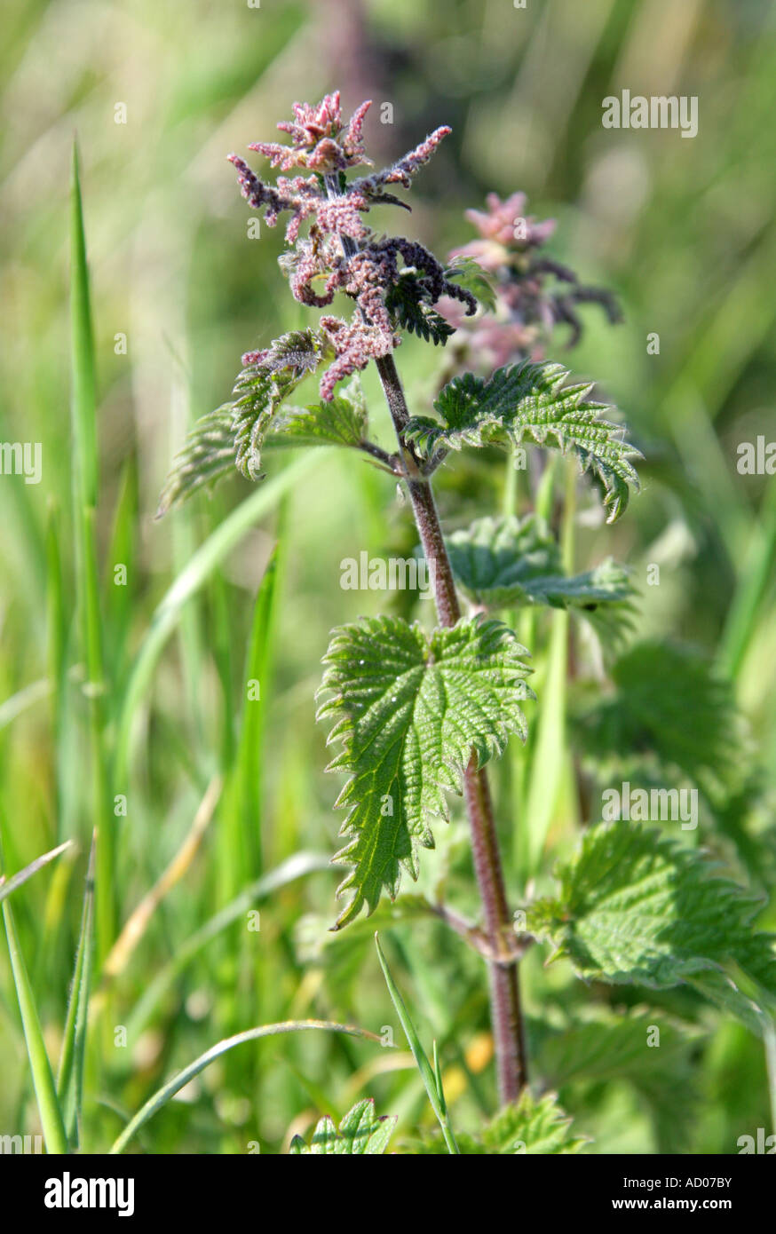 Stinging Nettle, Urtica dioica Stock Photo - Alamy