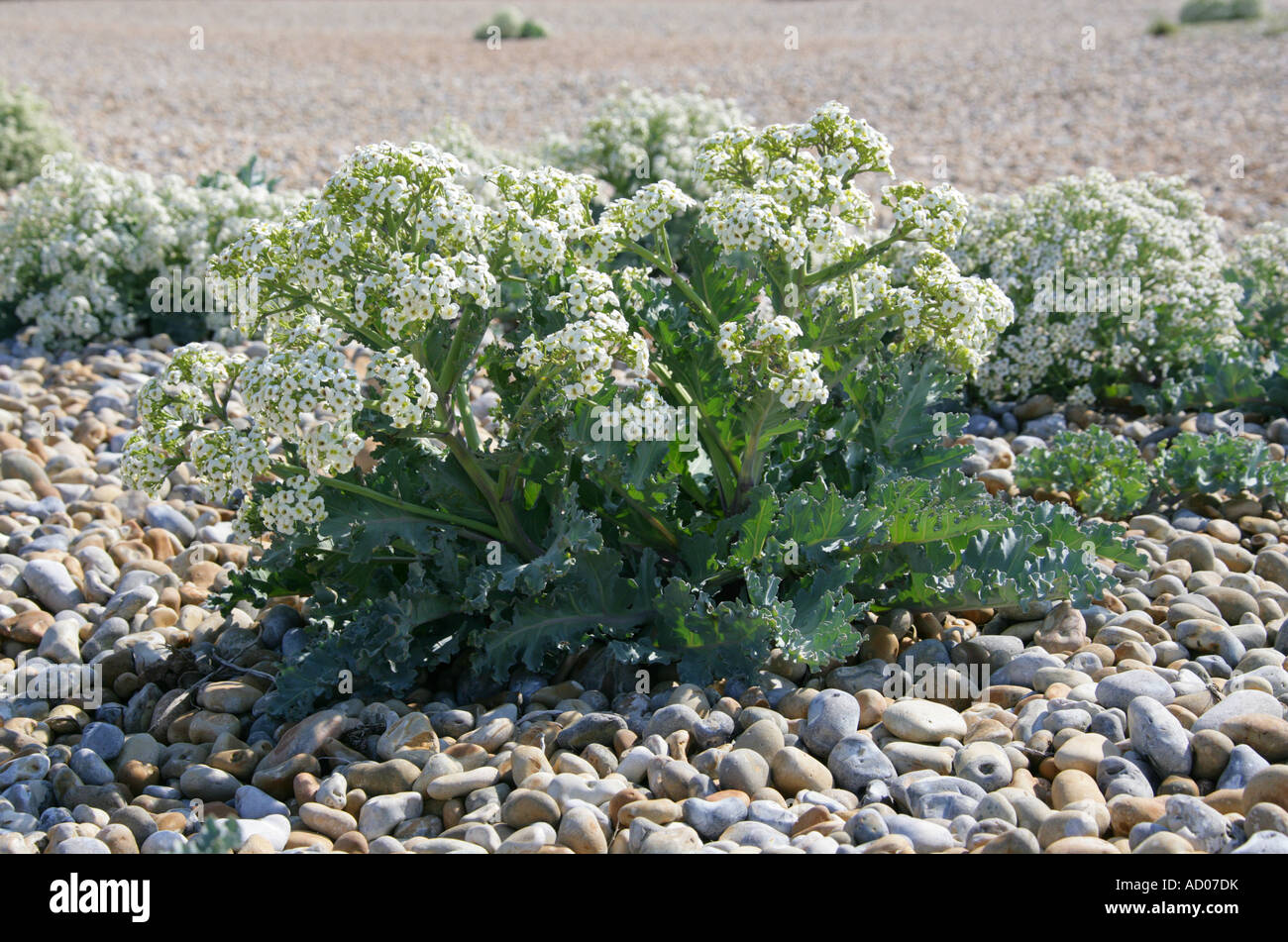 Sea Kale, Crambe maritima, Brassicaceae, Cruciferae. Cabbage Stock ...