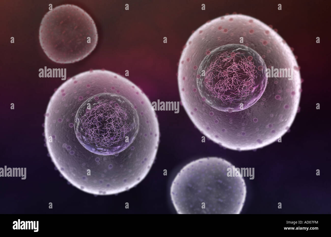 Diploid cells hi-res stock photography and images - Alamy