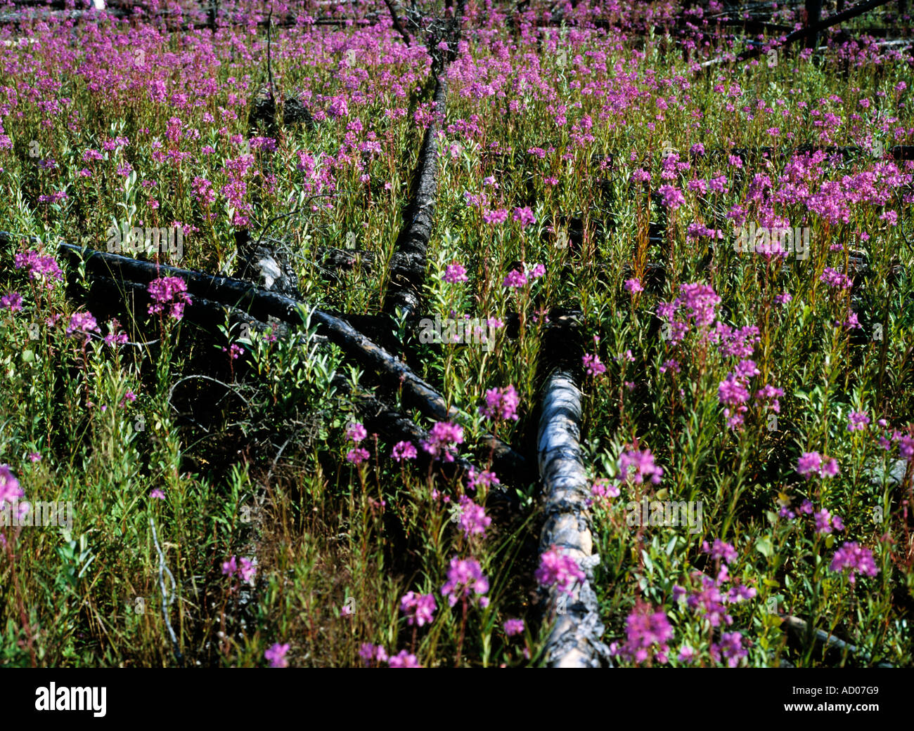 fire weed growing in profusion after lightning fire in the canadian ...