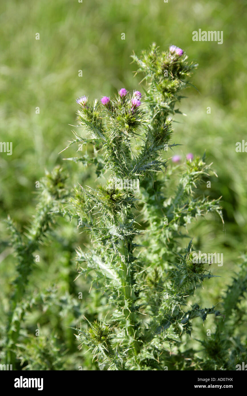 Slender Thistle Carduus tenuiflorus Asteraceae Compositae Stock Photo ...