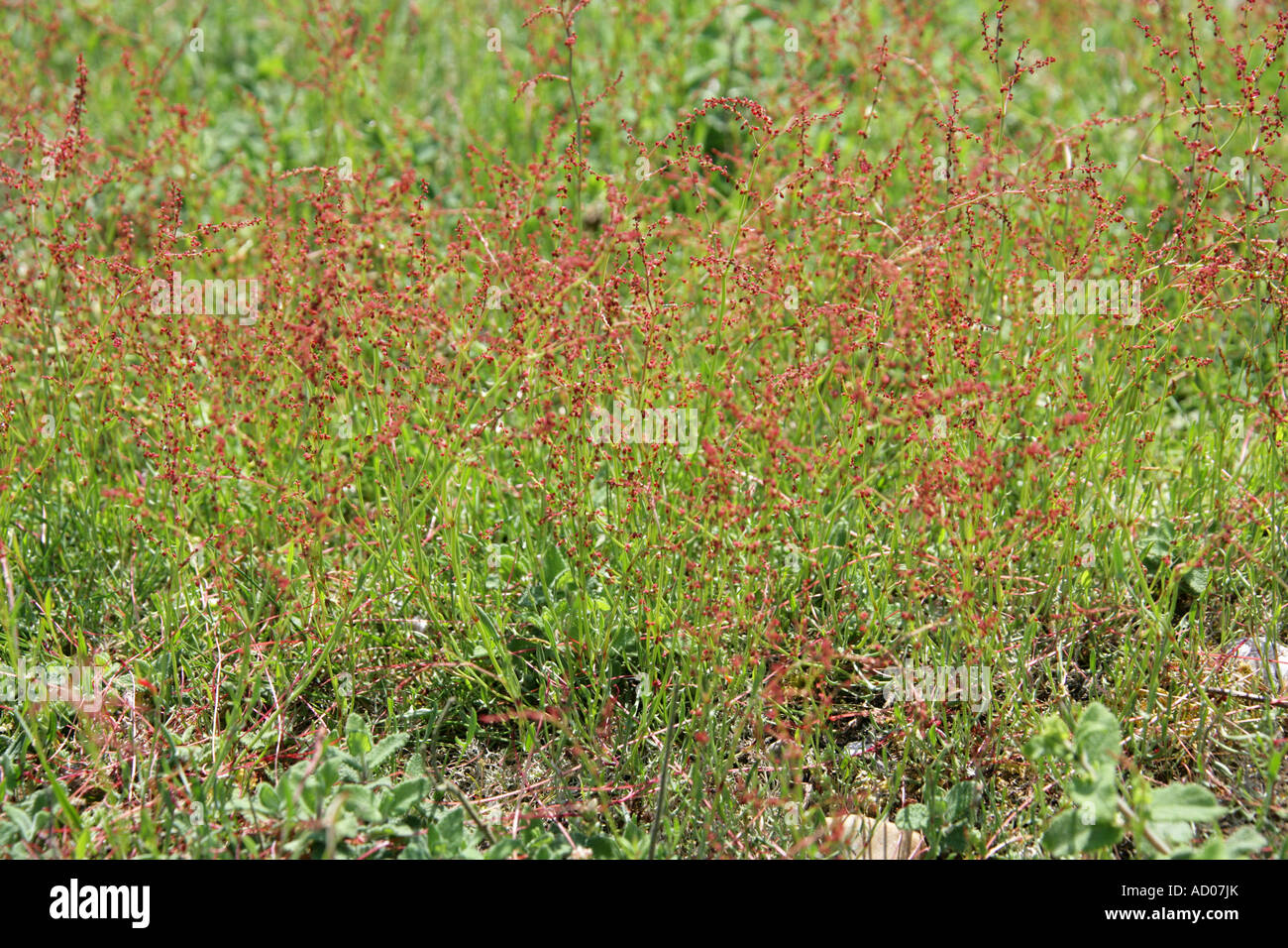 Sheeps Sorrel Rumex acetosella Polygonaceae Stock Photo - Alamy