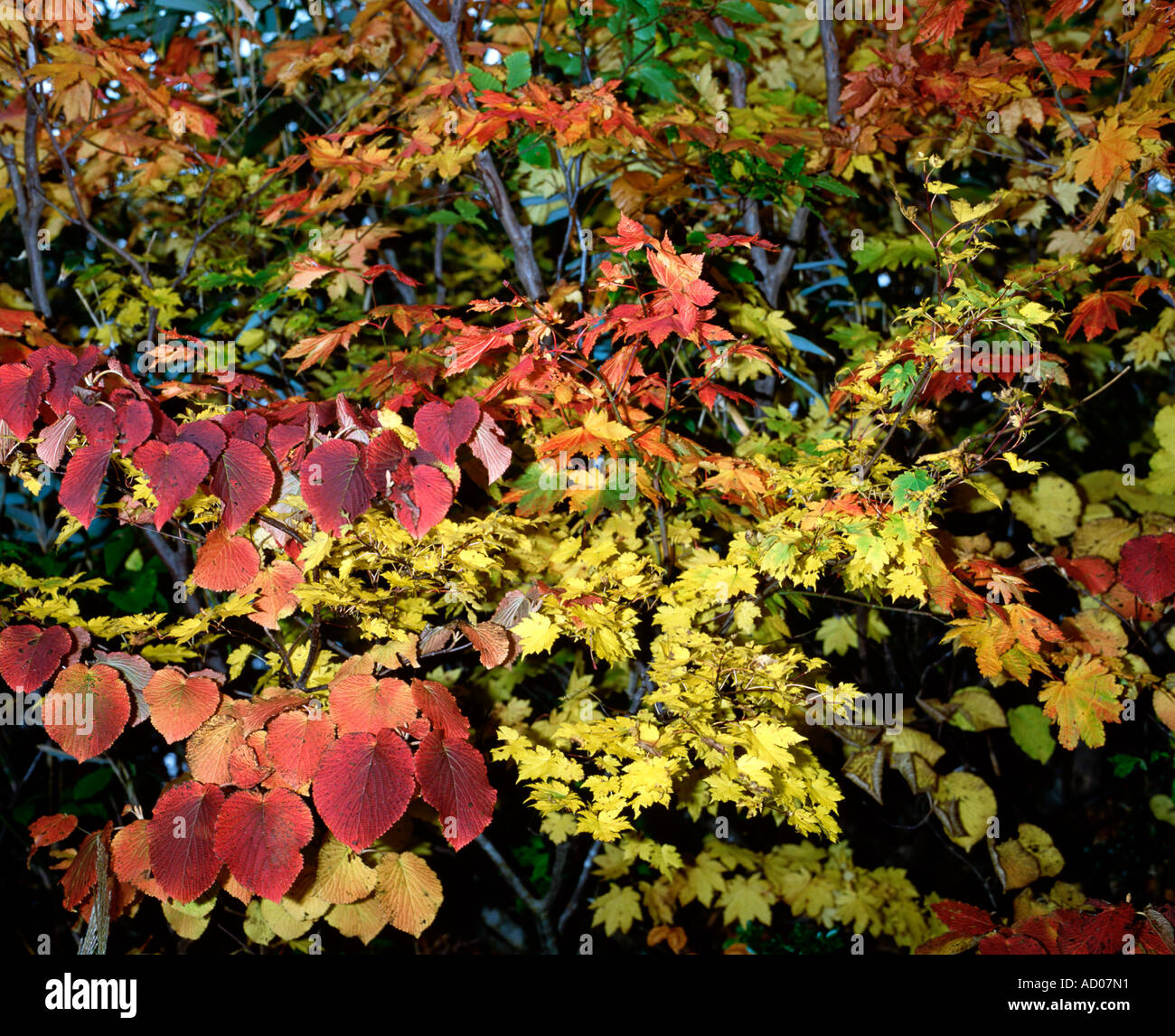 collection of autumn colored trees in the japanese landscape Stock ...