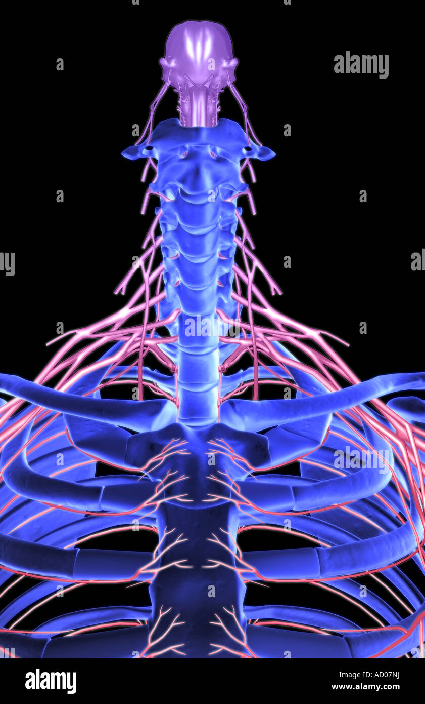 Nerves of the upper body Stock Photo - Alamy
