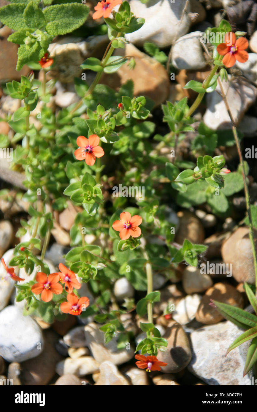 Scarlet Pimpernel, Anagallis arvensis, Primulaceae Stock Photo - Alamy