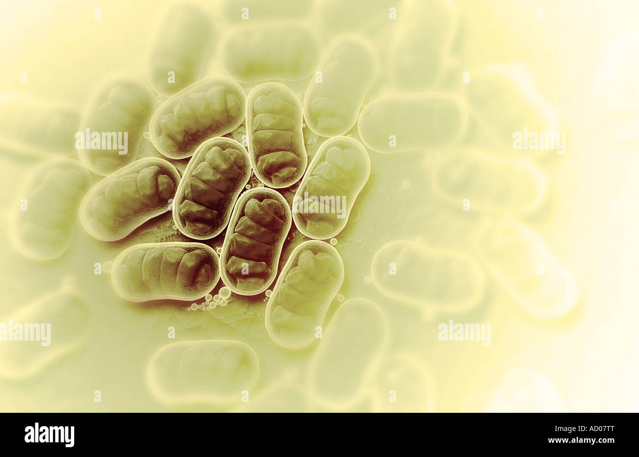 Rod cells hi-res stock photography and images - Alamy