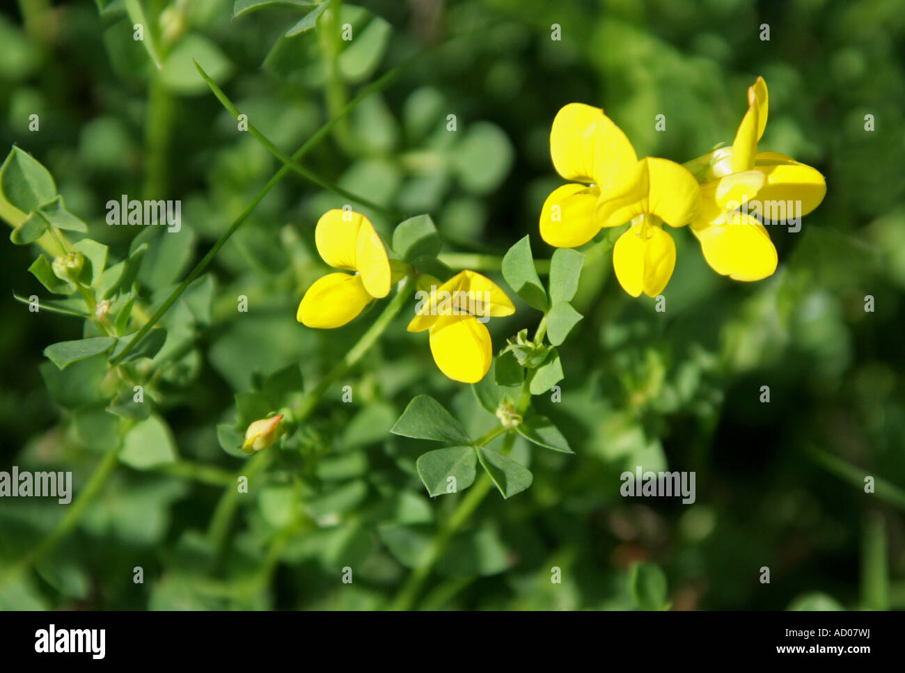 Common Birds Foot Trefoil, Lotus corniculatus, Fabaceae (Leguminosae ...