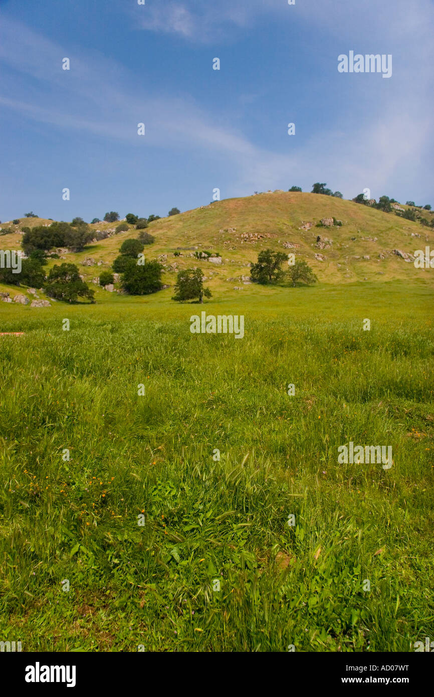 Peaceful spring morning in California meadows Stock Photo - Alamy