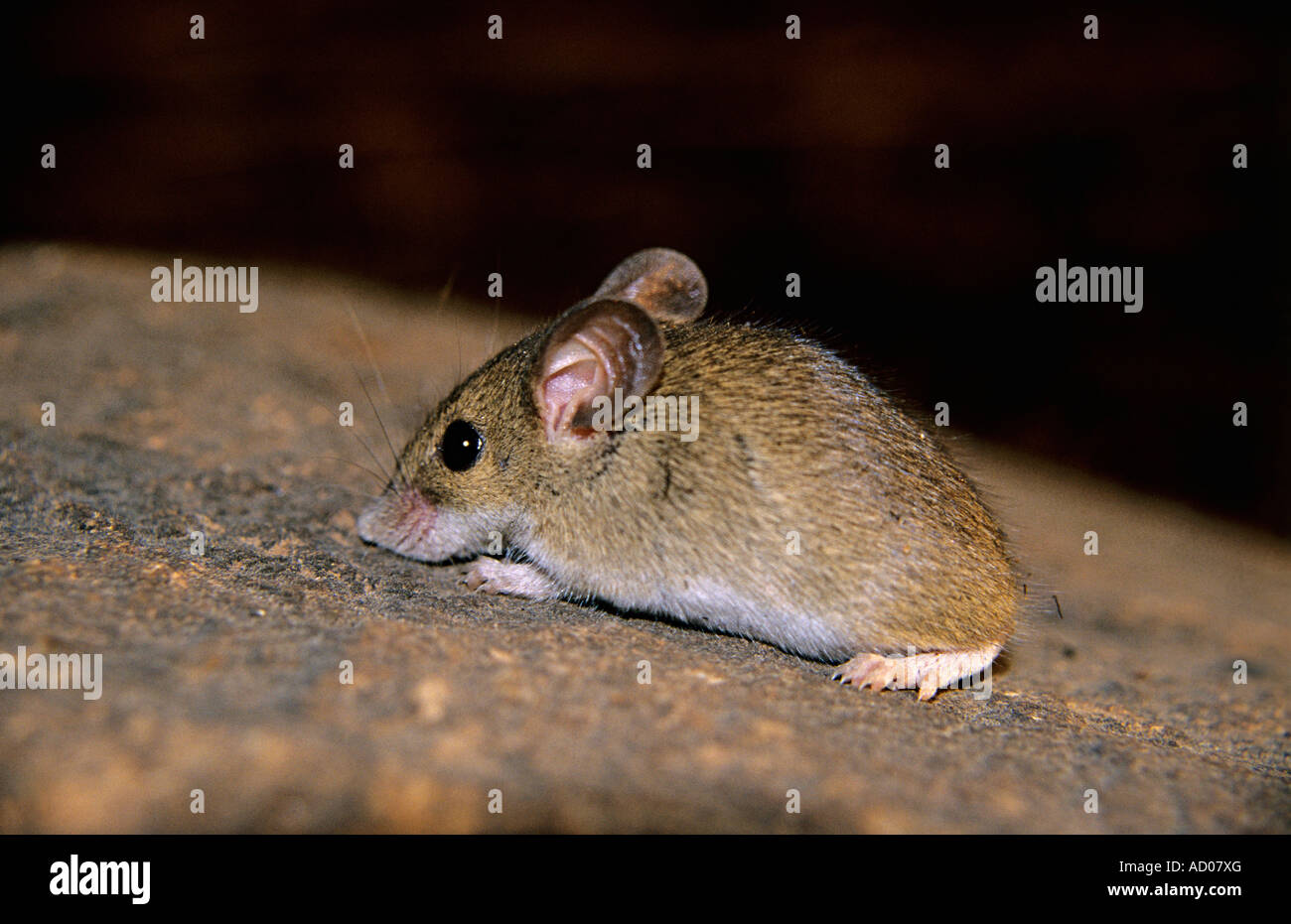 Mouse black animal hi-res stock photography and images - Alamy