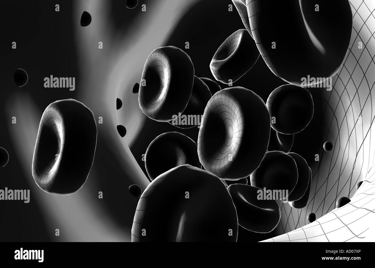 Red and white blood cells Black and White Stock Photos & Images - Alamy