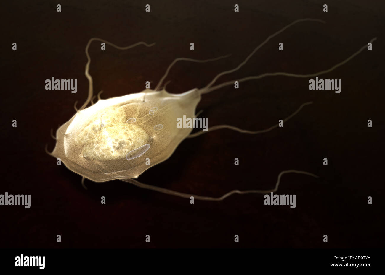 Giardia duodenalis hi-res stock photography and images - Alamy