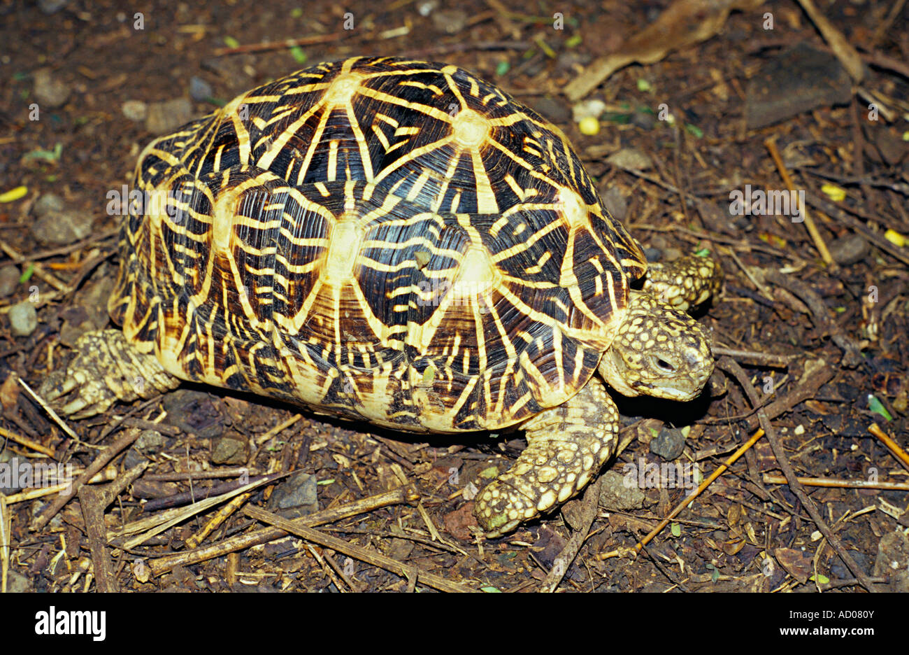 The Indian Star Tortoise Geochelone Elegans Schoepff 1795