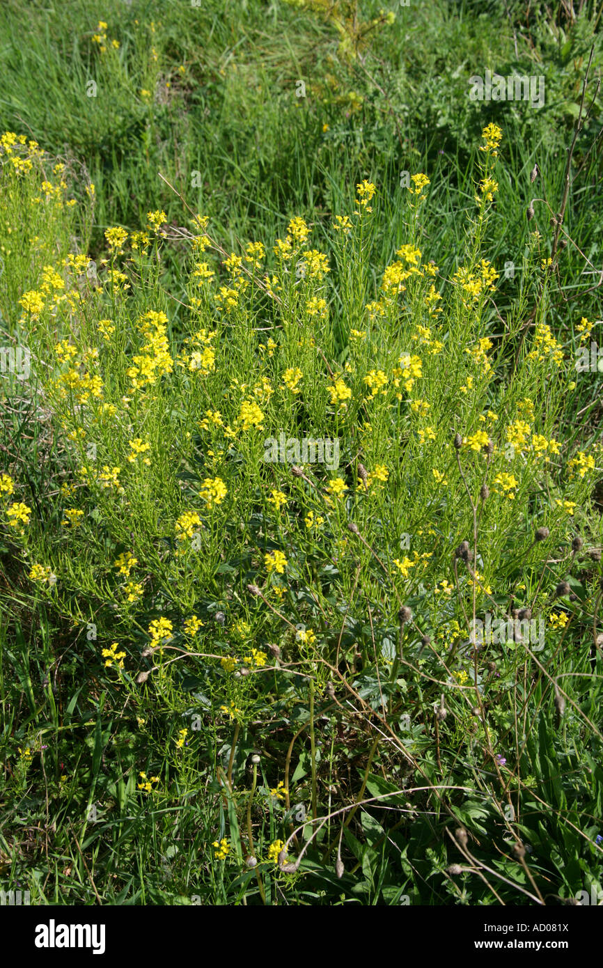Bird's Rape, Field Mustard, Winter Cress or Wild Turnip, Brassica rapa ...