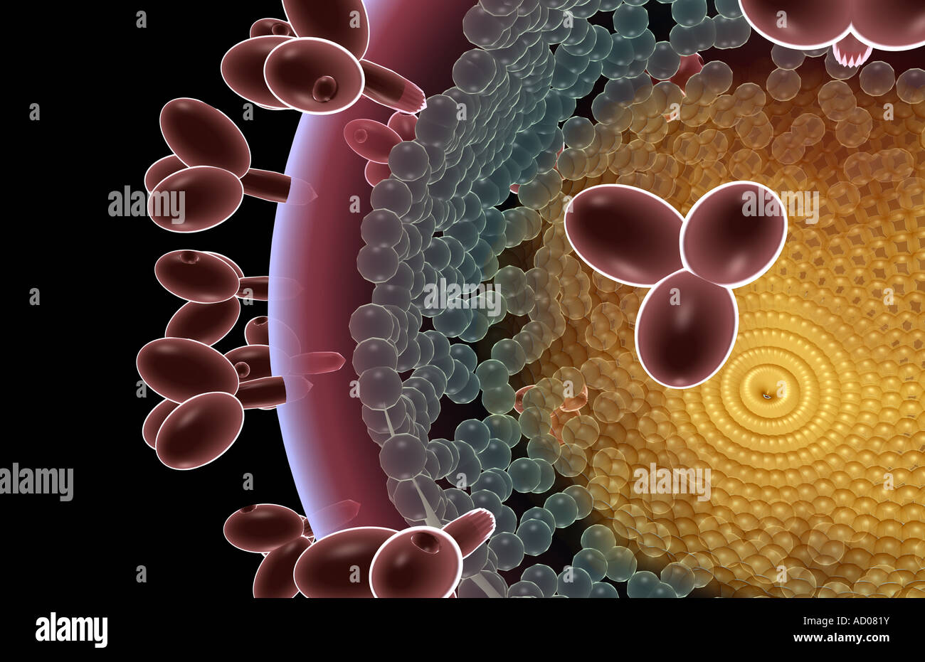 Hiv structure hi-res stock photography and images - Alamy