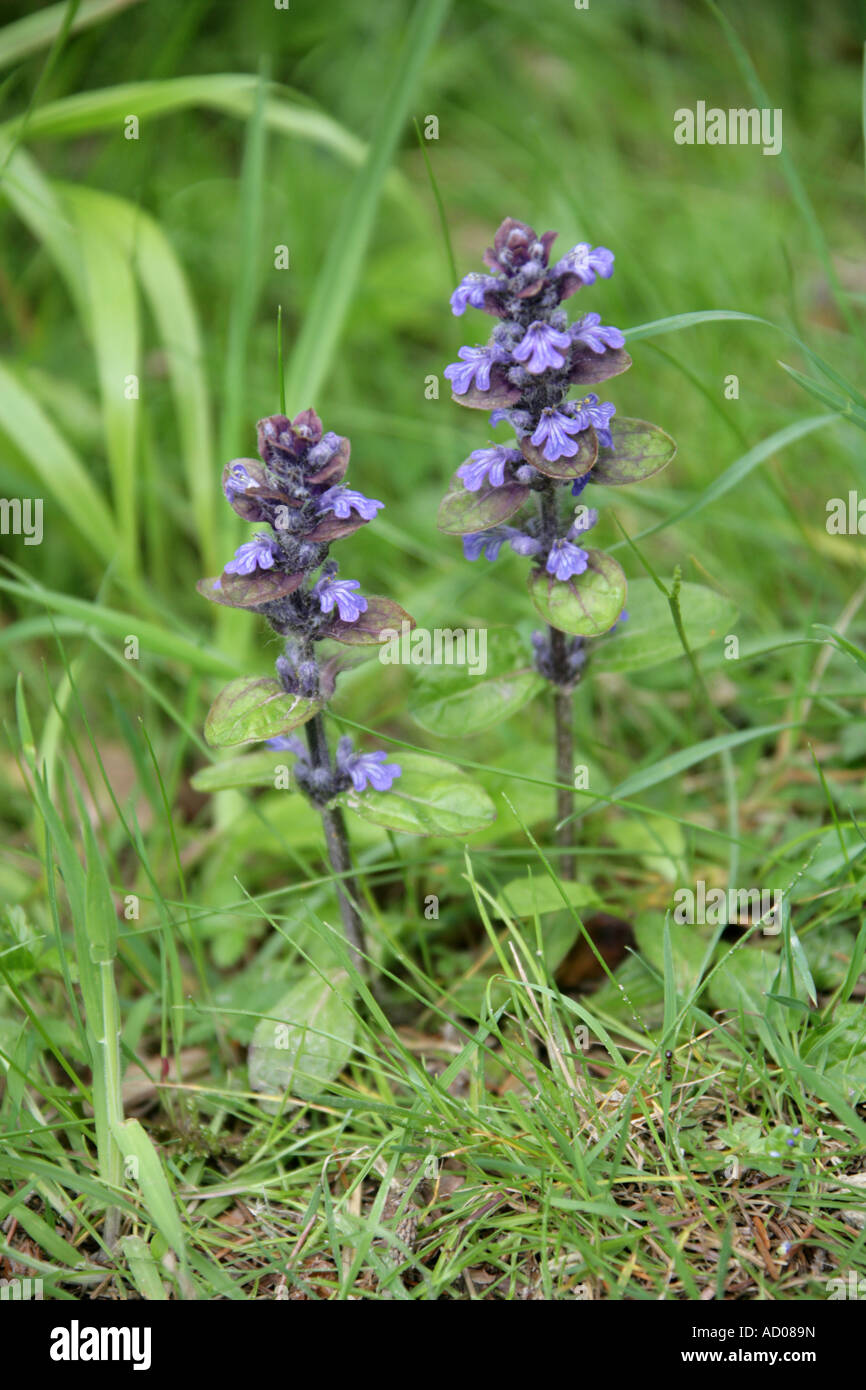 Bugle flowers hi-res stock photography and images - Alamy