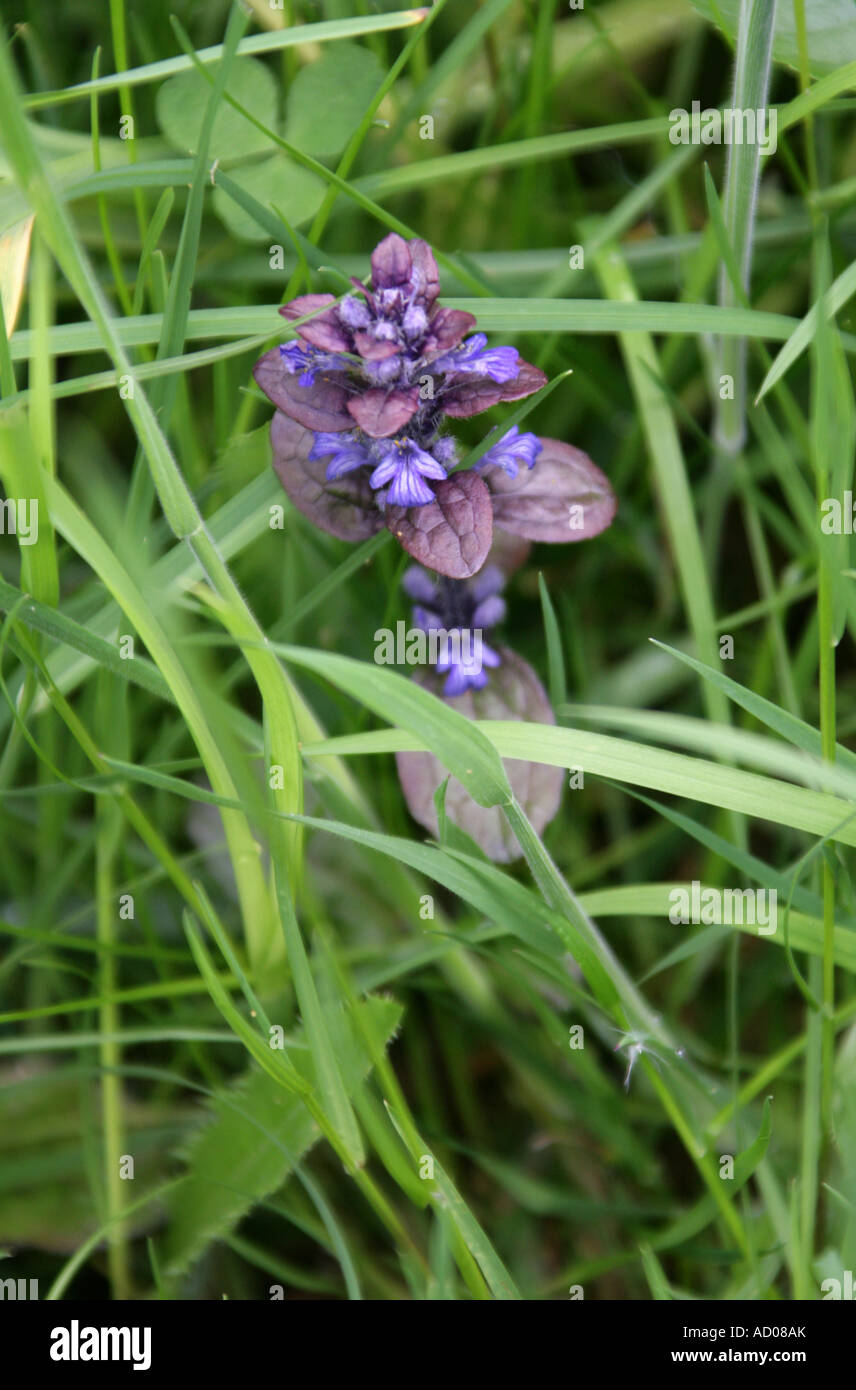 Bugle flowers hi-res stock photography and images - Alamy