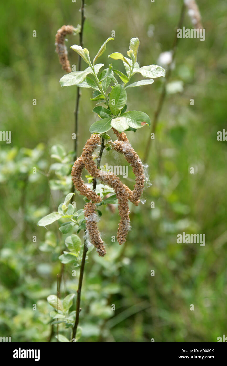 Aspen catkin uk hi-res stock photography and images - Alamy