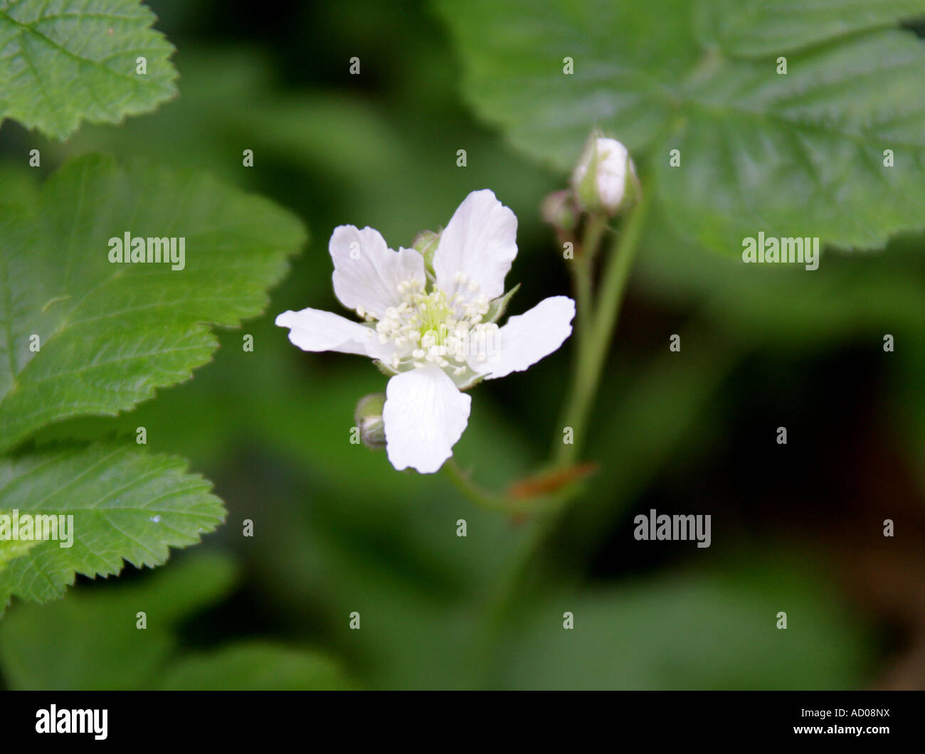Dewberry Rubus caesius Rosaceae Stock Photo - Alamy