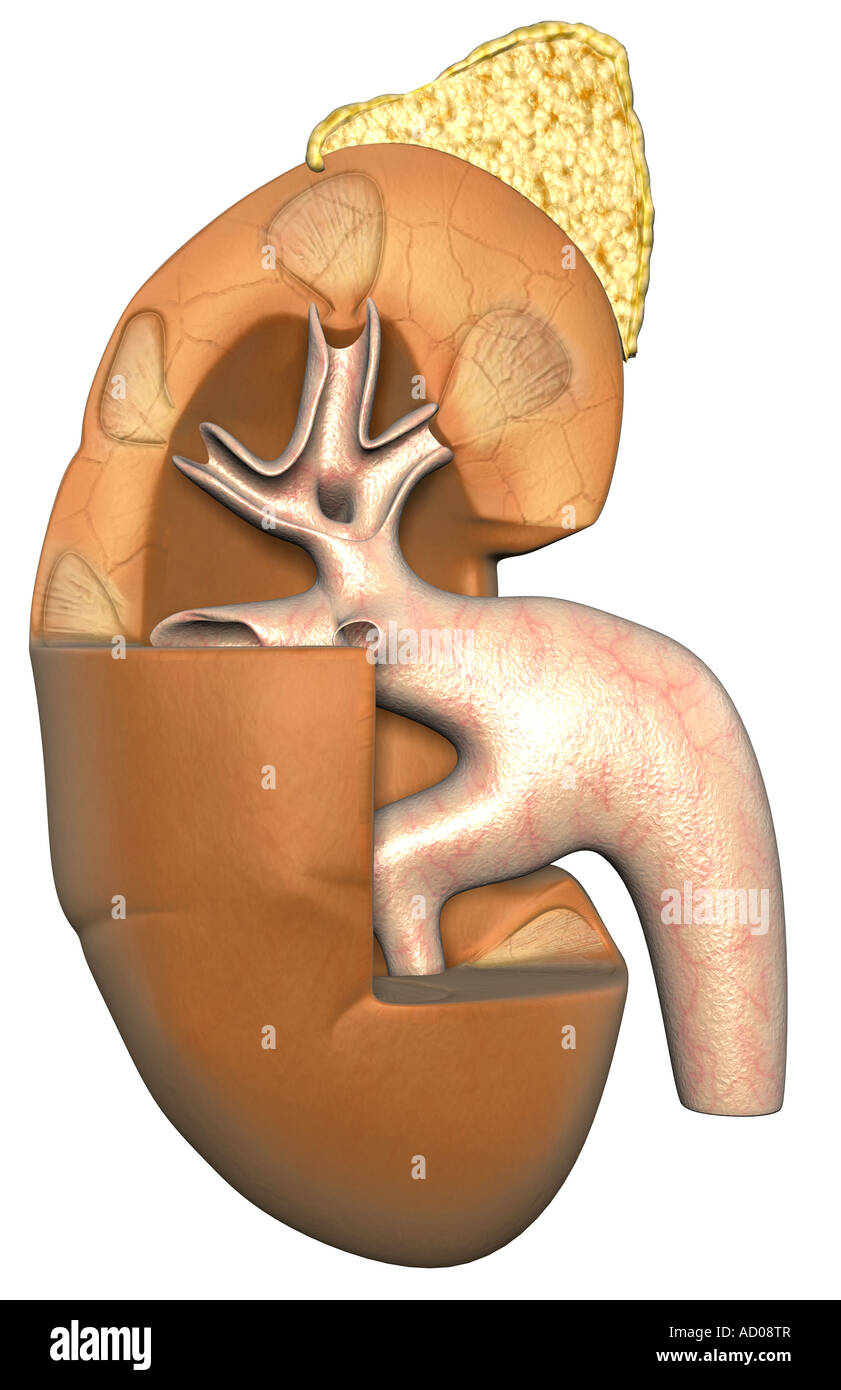 Major Calyx High Resolution Stock Photography and Images - Alamy