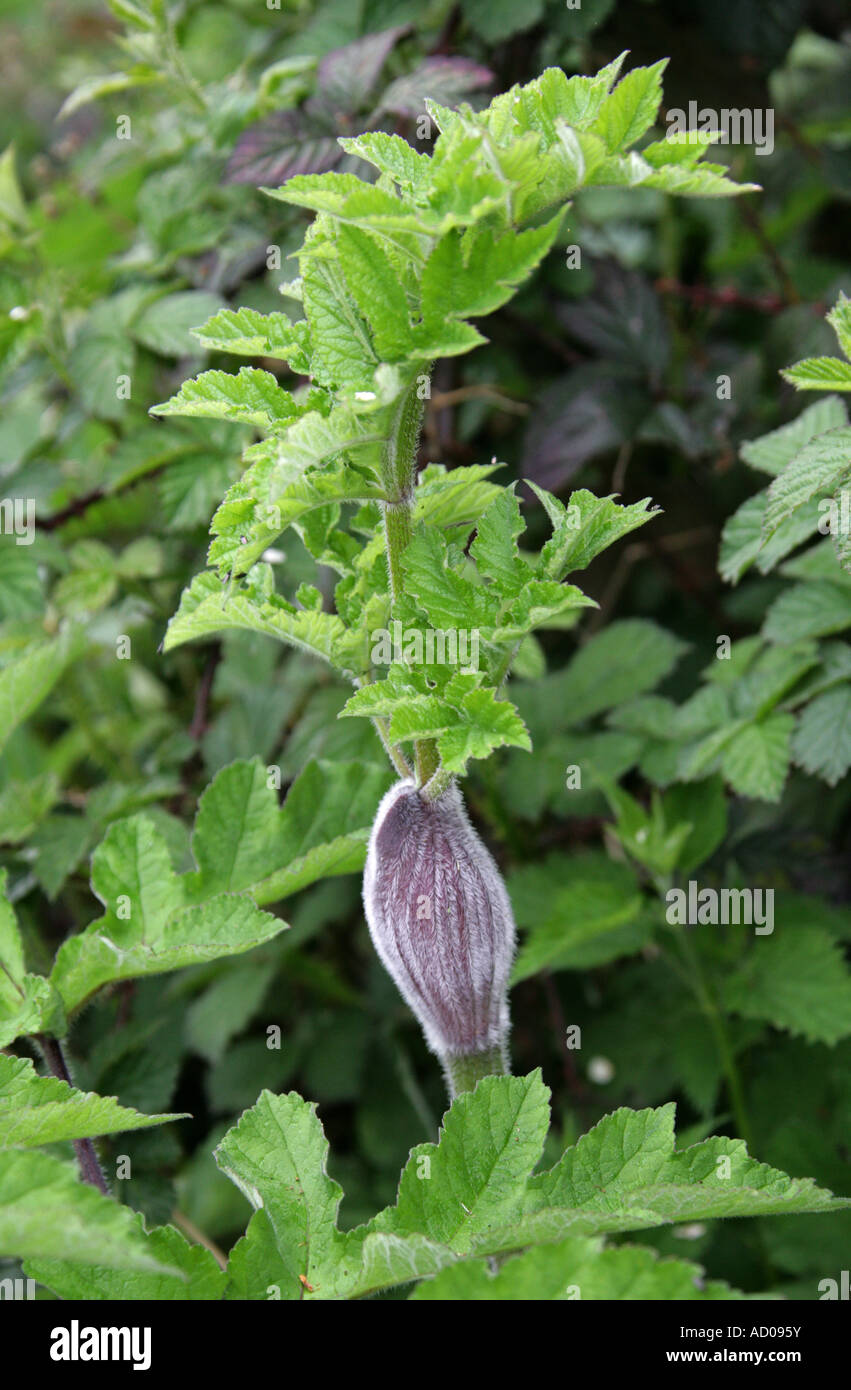Hogweed Heracleum sphondylium Apiaceae Umbelliferae Stock Photo - Alamy