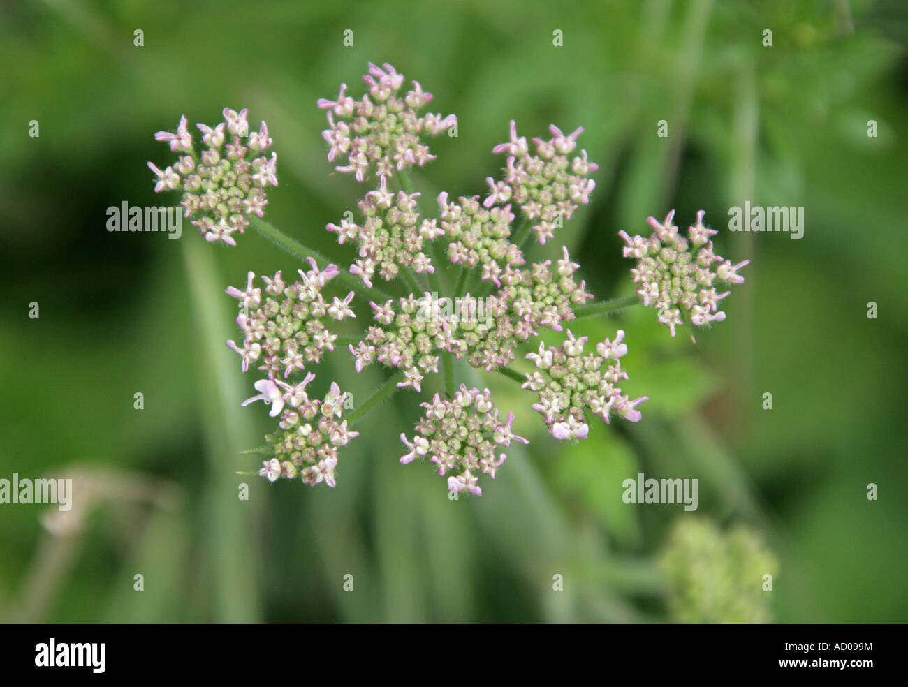 Hogweed Heracleum sphondylium Apiaceae Umbelliferae Stock Photo - Alamy