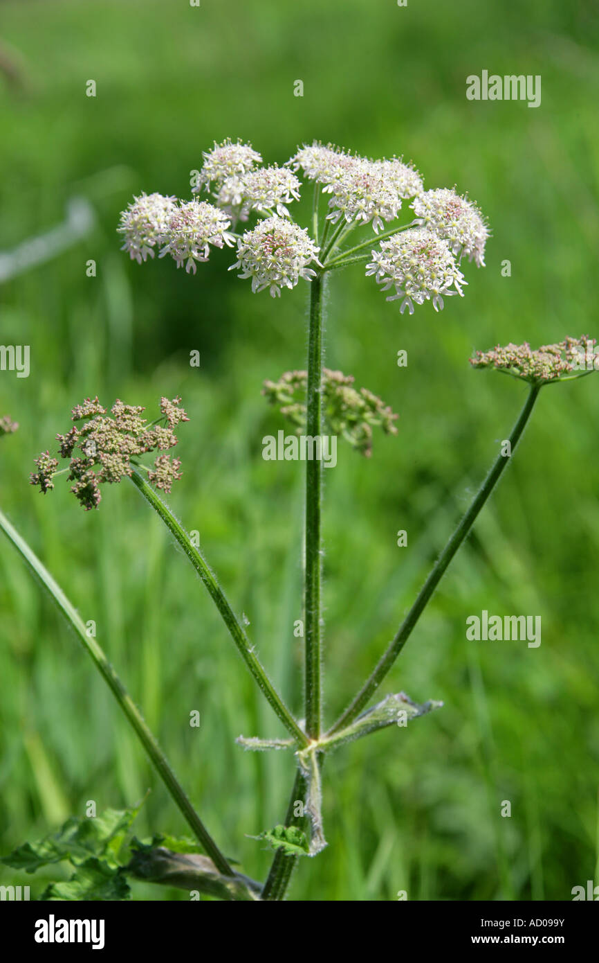 Hogweed Heracleum sphondylium Apiaceae Umbelliferae Stock Photo - Alamy