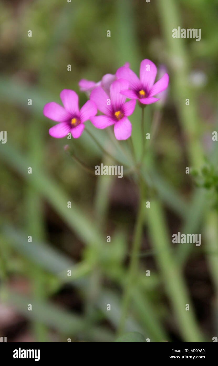 Pink Oxalis, Oxalis articulata, Oxalidaceae Stock Photo - Alamy