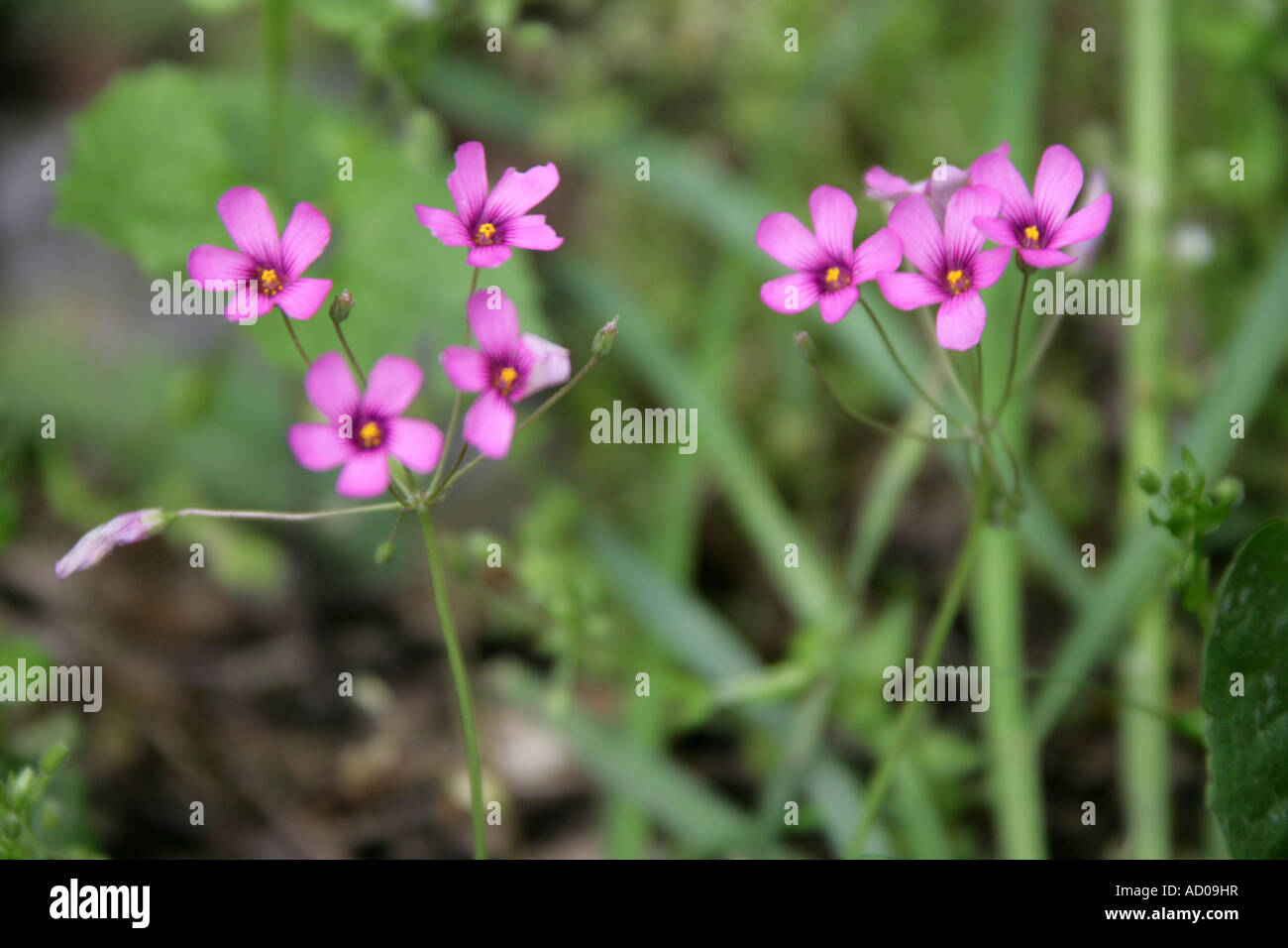 Pink Oxalis, Oxalis articulata, Oxalidaceae Stock Photo - Alamy