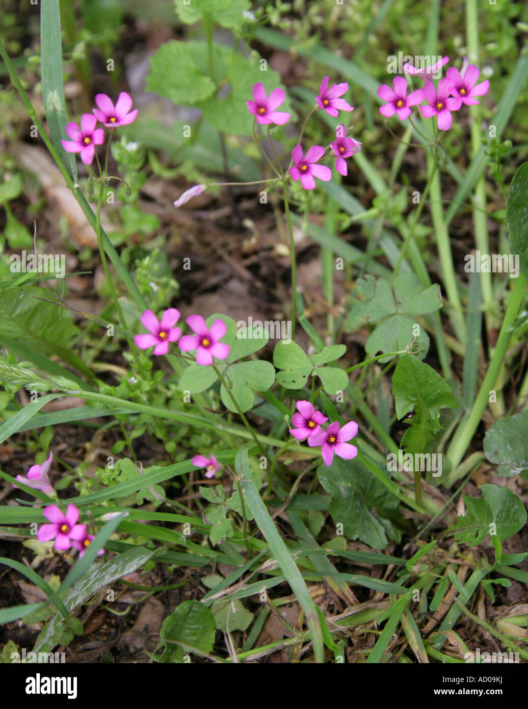 Pink Oxalis, Oxalis articulata, Oxalidaceae Stock Photo - Alamy
