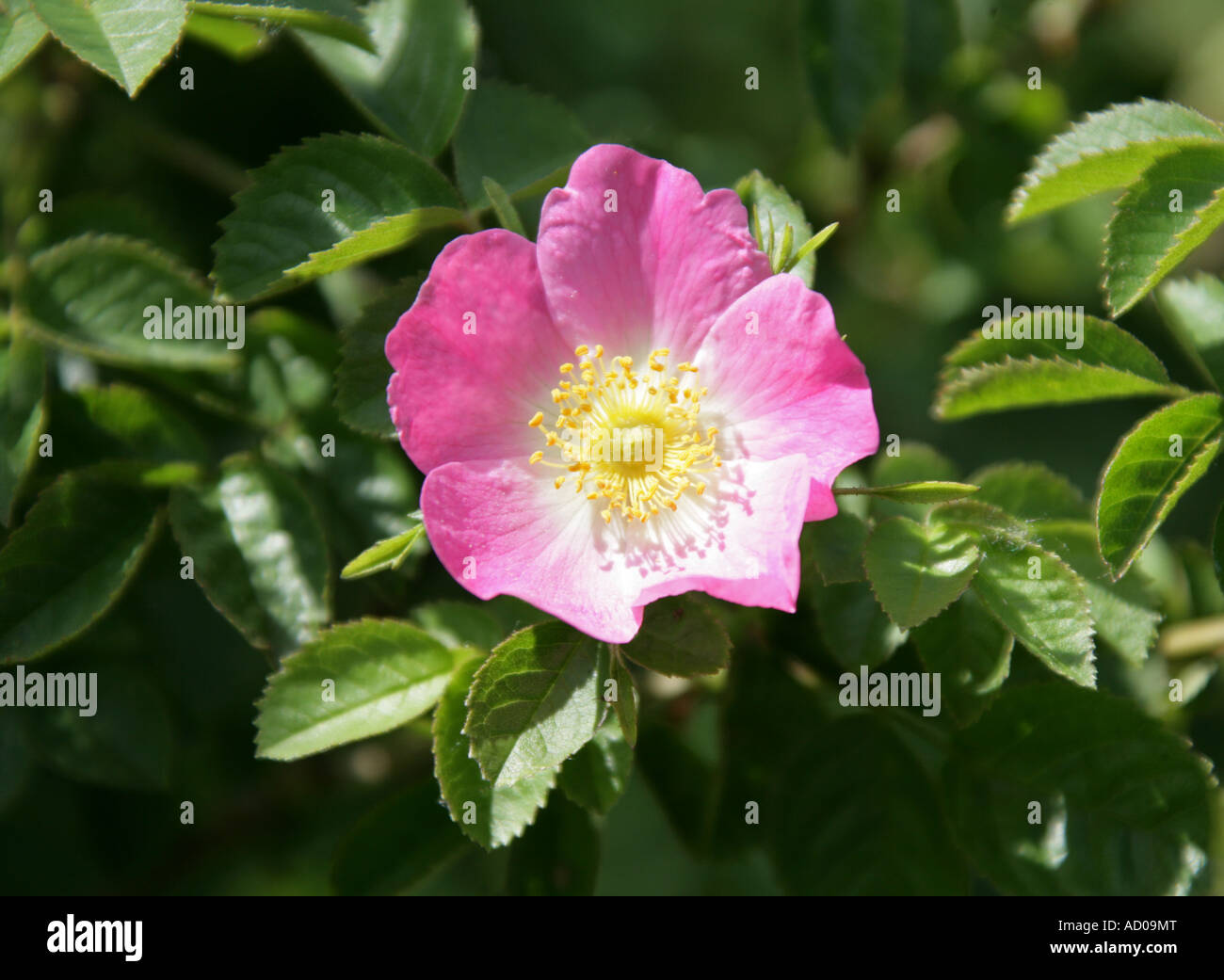 England dog rose hi-res stock photography and images - Alamy