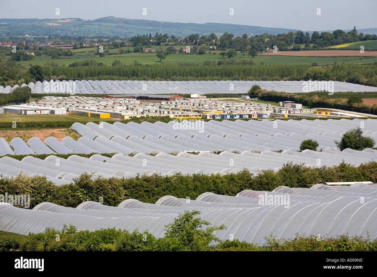 Strawberries growing in polytunnels near hi-res stock photography and ...