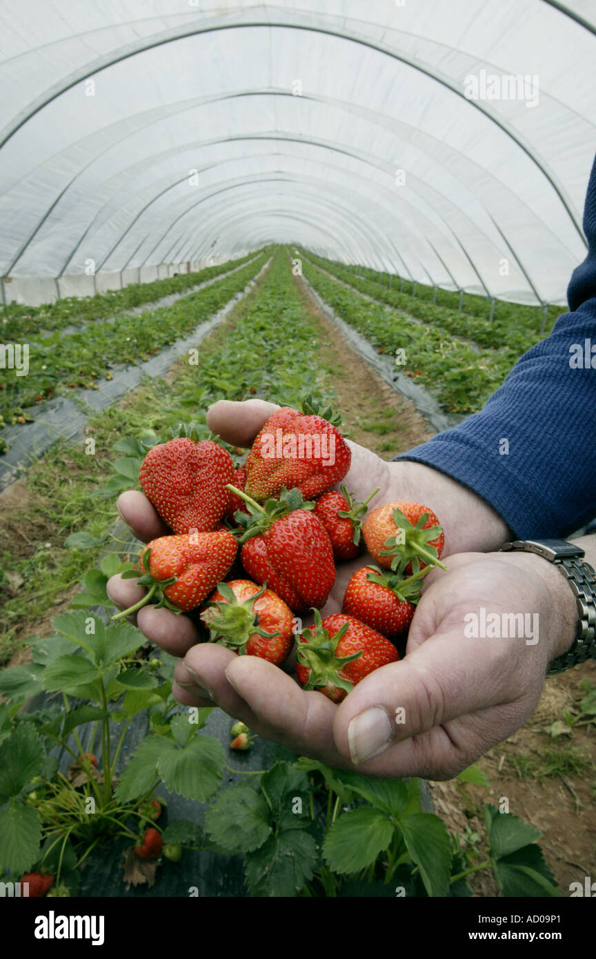 Growing strawberries in polytunnels in hi-res stock photography and ...