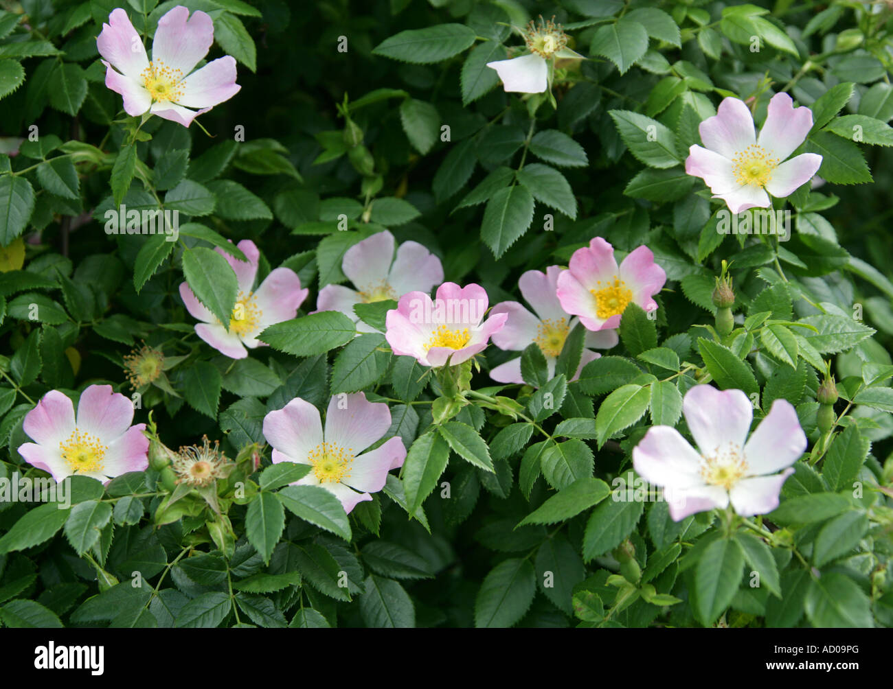 England dog rose hi-res stock photography and images - Alamy