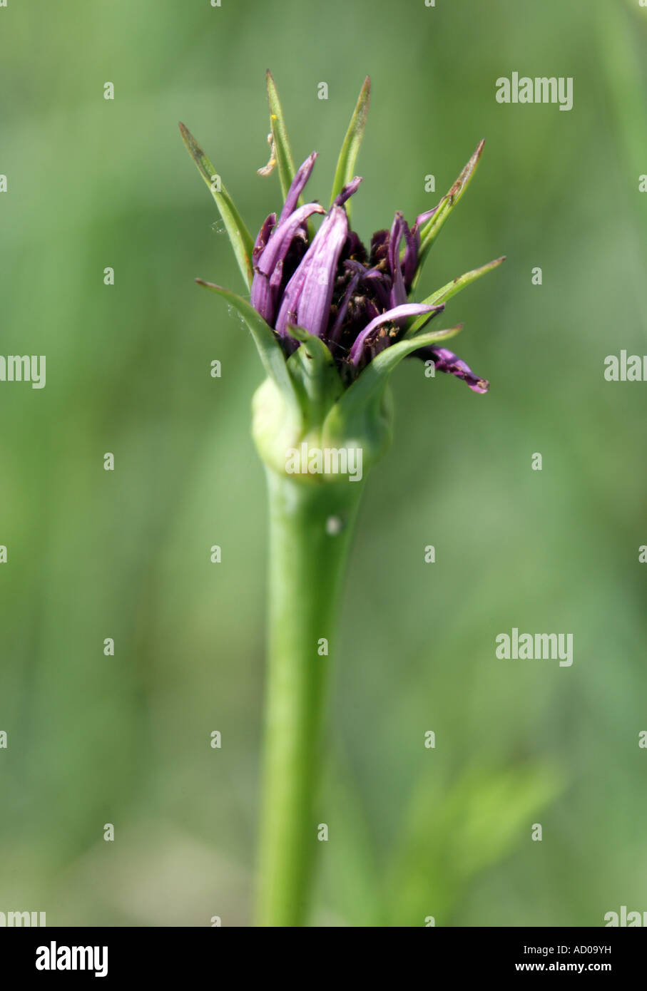 Salsify, Tragopogon porrifolius, Compositae, Asteraceae Stock Photo - Alamy