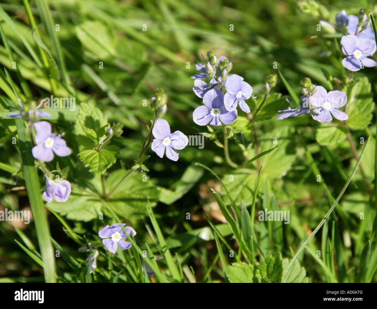 Veronica persica common speedwell hi-res stock photography and images ...