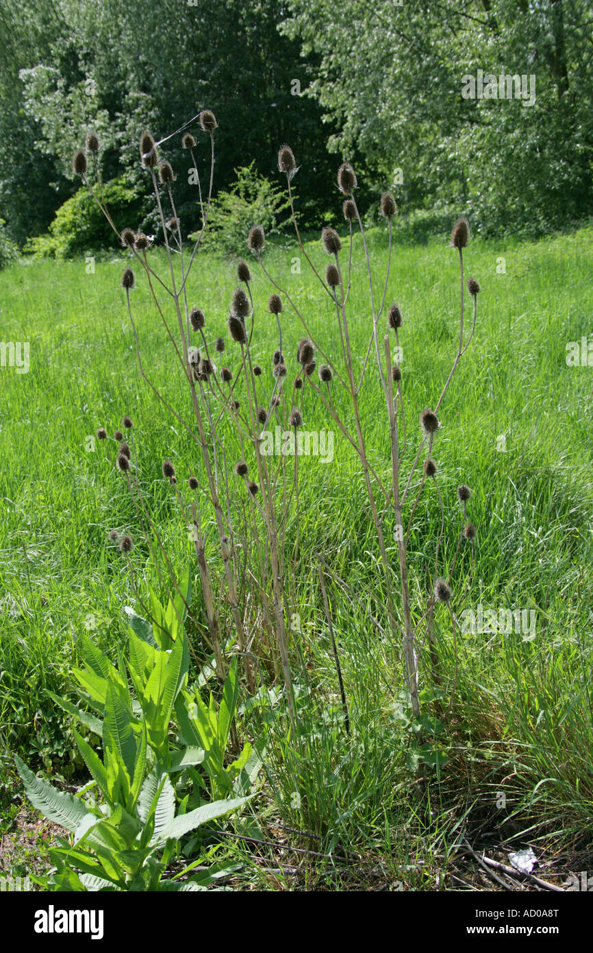 Teasel, Dipsacus fullonum, Dipsacaceae Stock Photo - Alamy