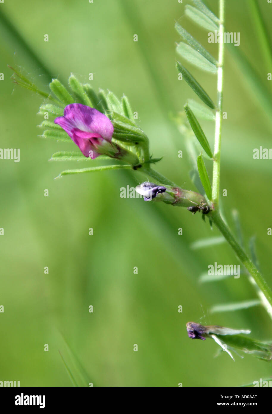 Common Vetch, Vicia sativa, Fabaceae (Leguminosae Stock Photo - Alamy