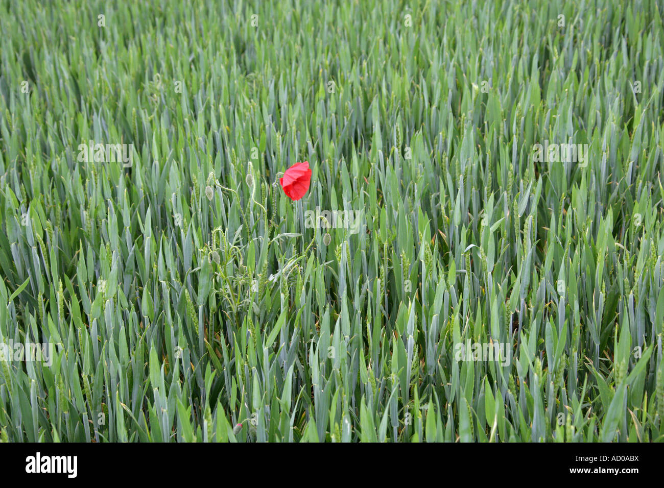 A single poppy hi-res stock photography and images - Alamy