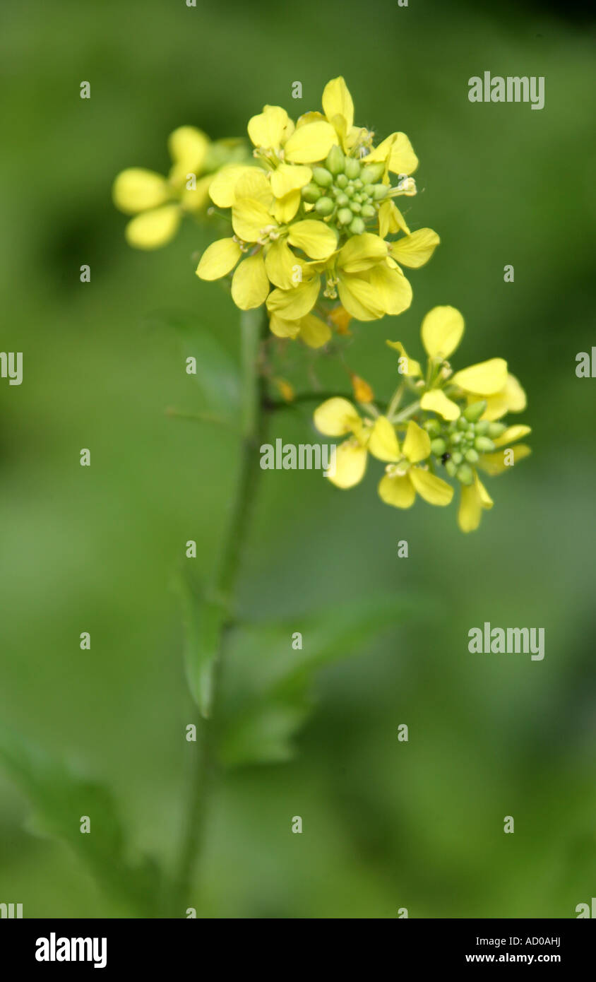 Mustard plant flower hi-res stock photography and images - Alamy