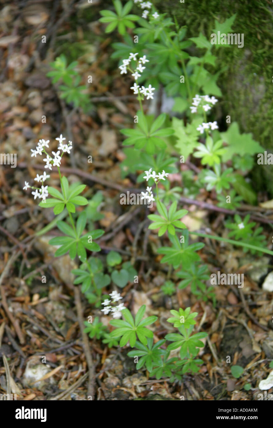 Woodruff leaf hi-res stock photography and images - Alamy