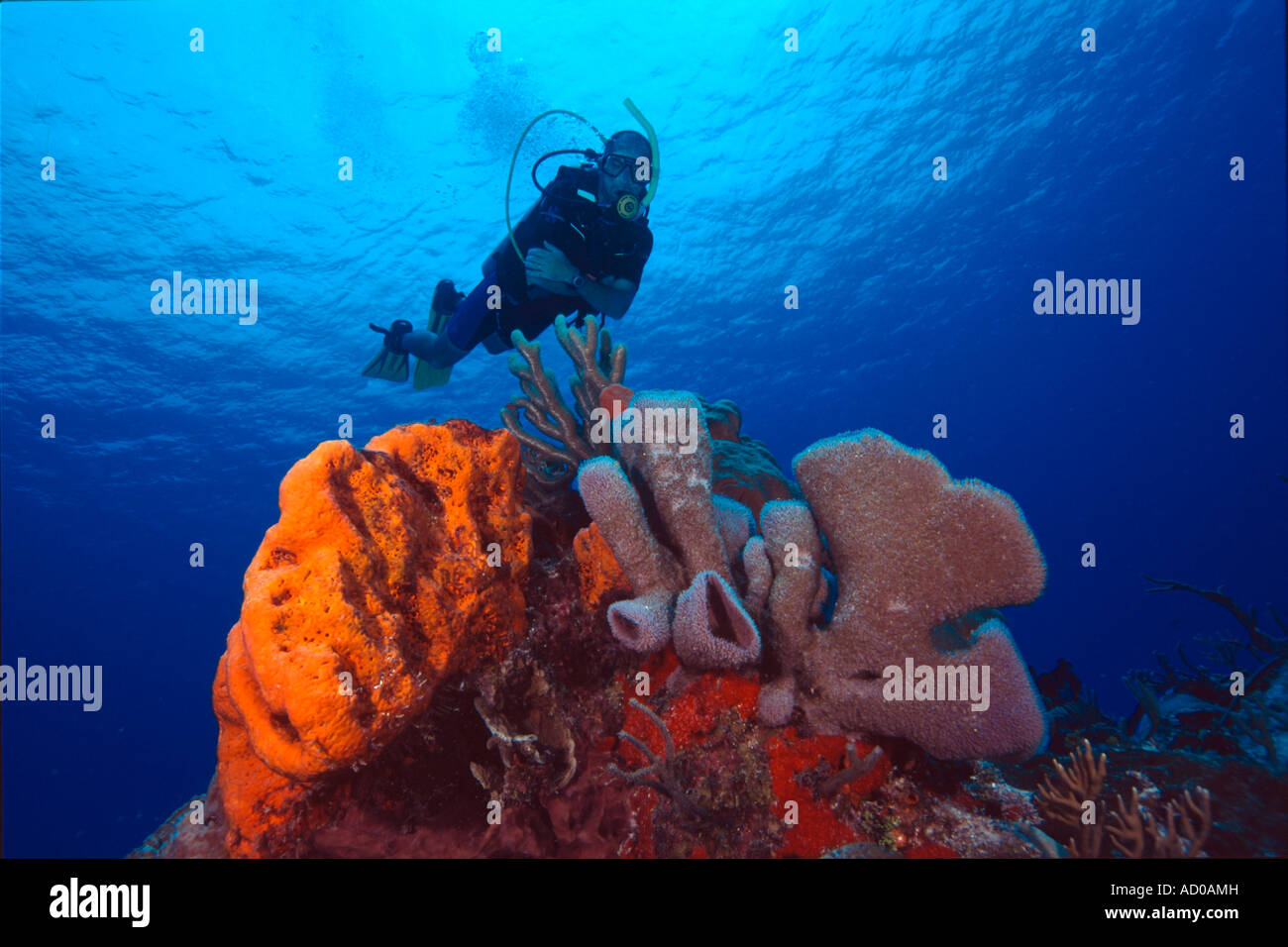 diver and sponge, underwater, Mexico, Cozumel, blue water, scuba ...