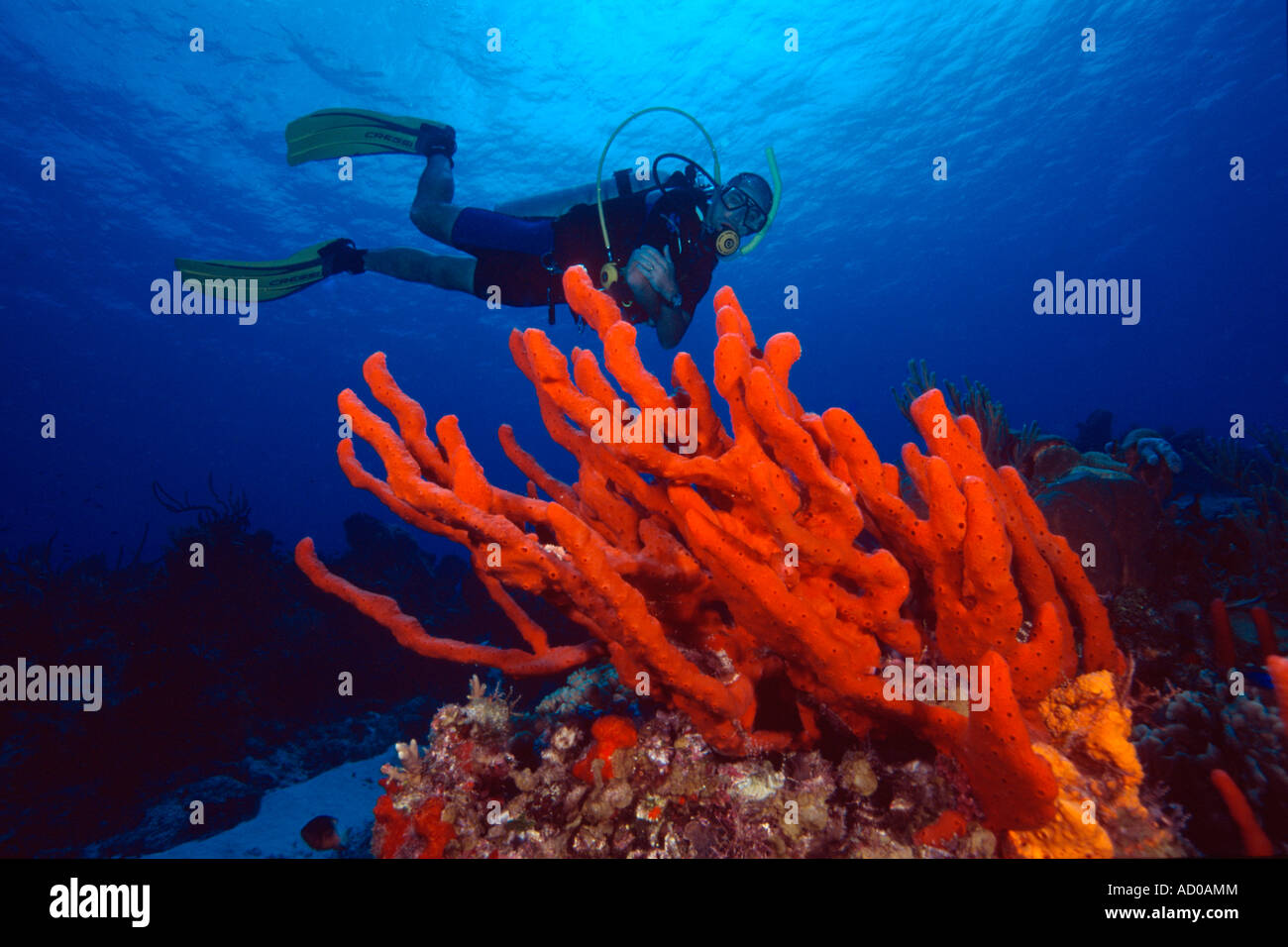 diver and sponge, underwater, Mexico, Cozumel, blue water, scuba ...